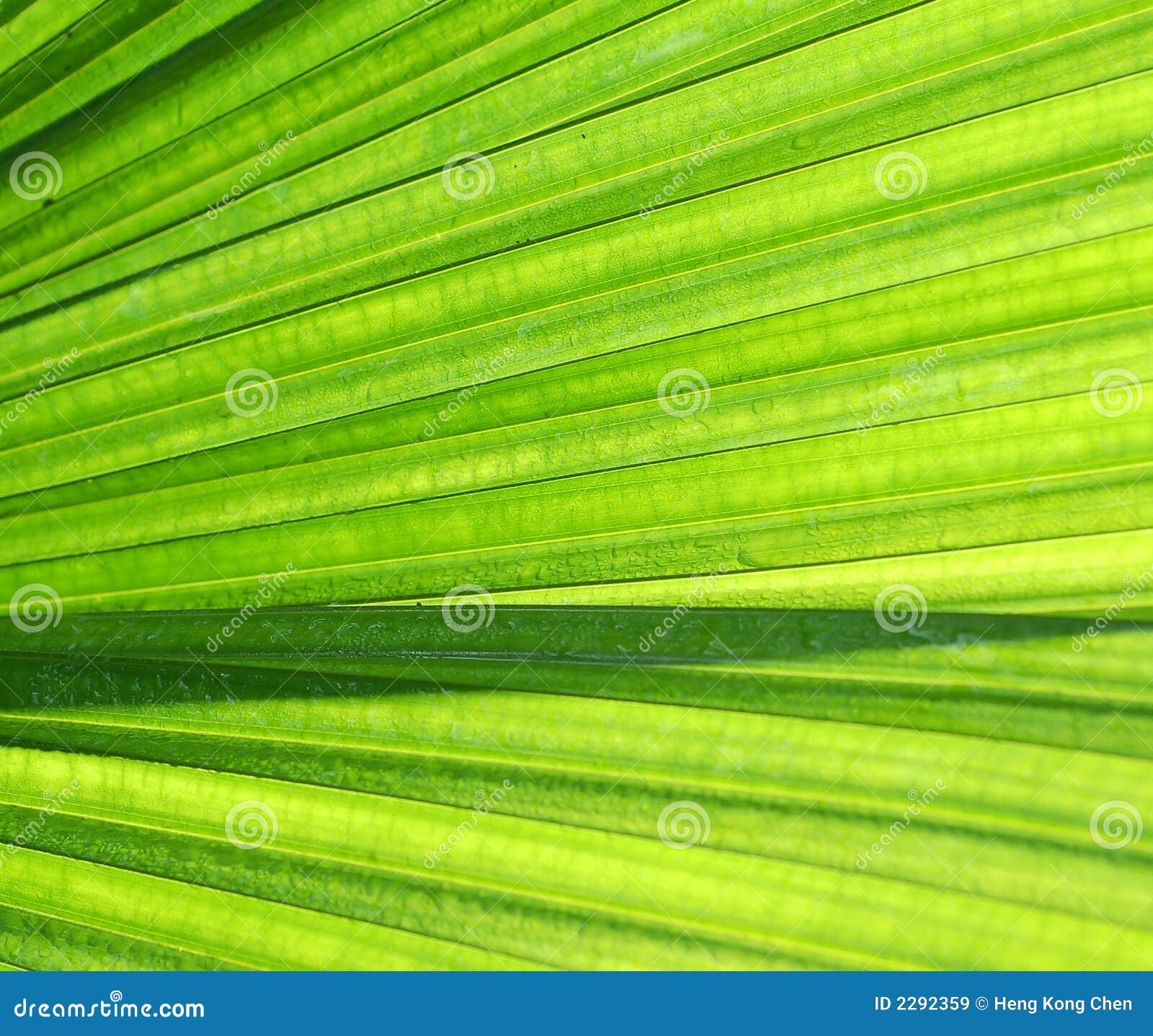 Palm Tree Leave stock image. Image of underside, desert - 2292359