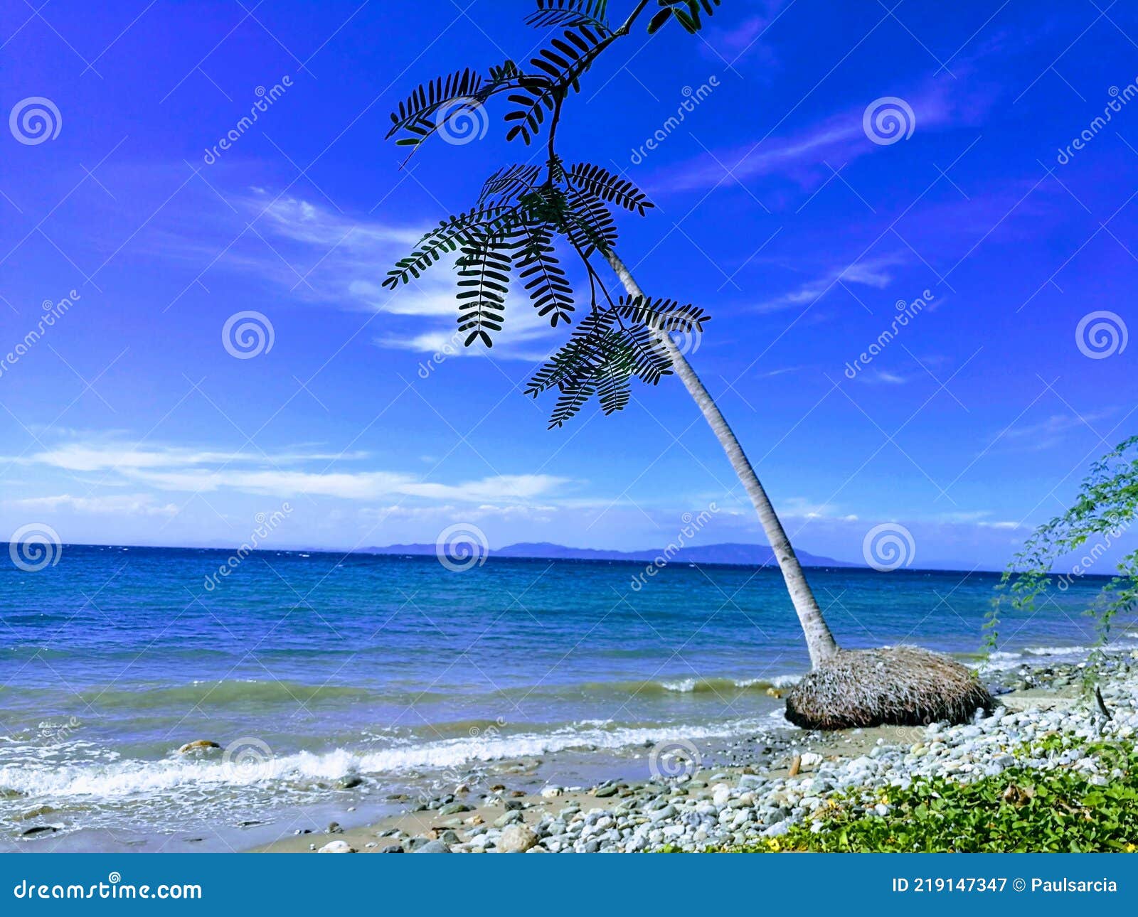 Palm Tree without Leaves stock image. Image of leaves - 219147347