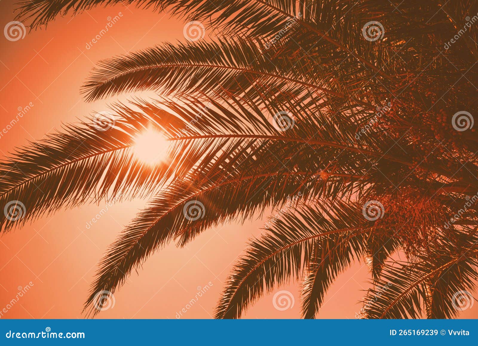 Palm Tree Leaves Against Gradient Sunset Sky Stock Image - Image of ...