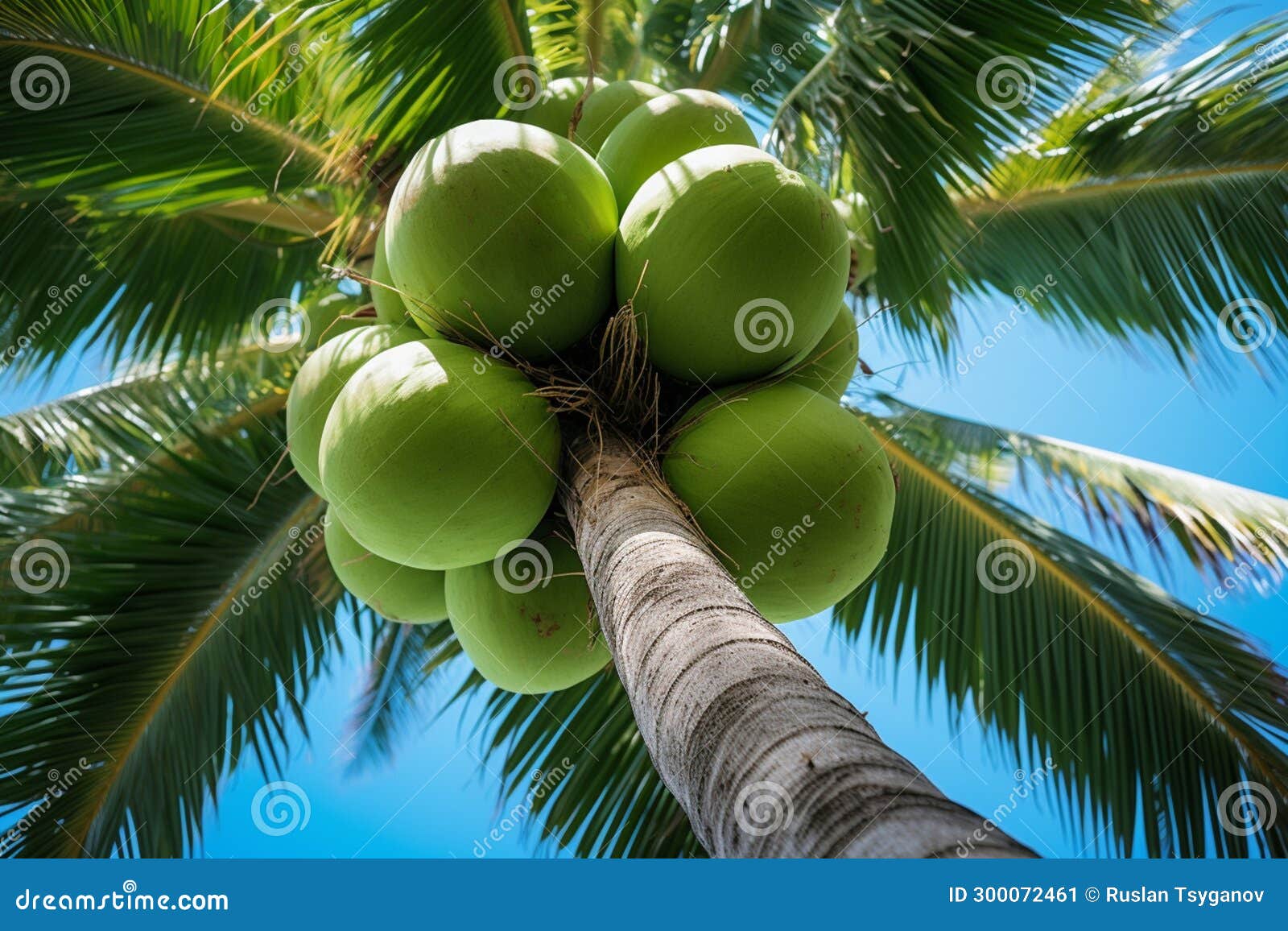 Green Coconuts Vector Illustration | CartoonDealer.com #83948322