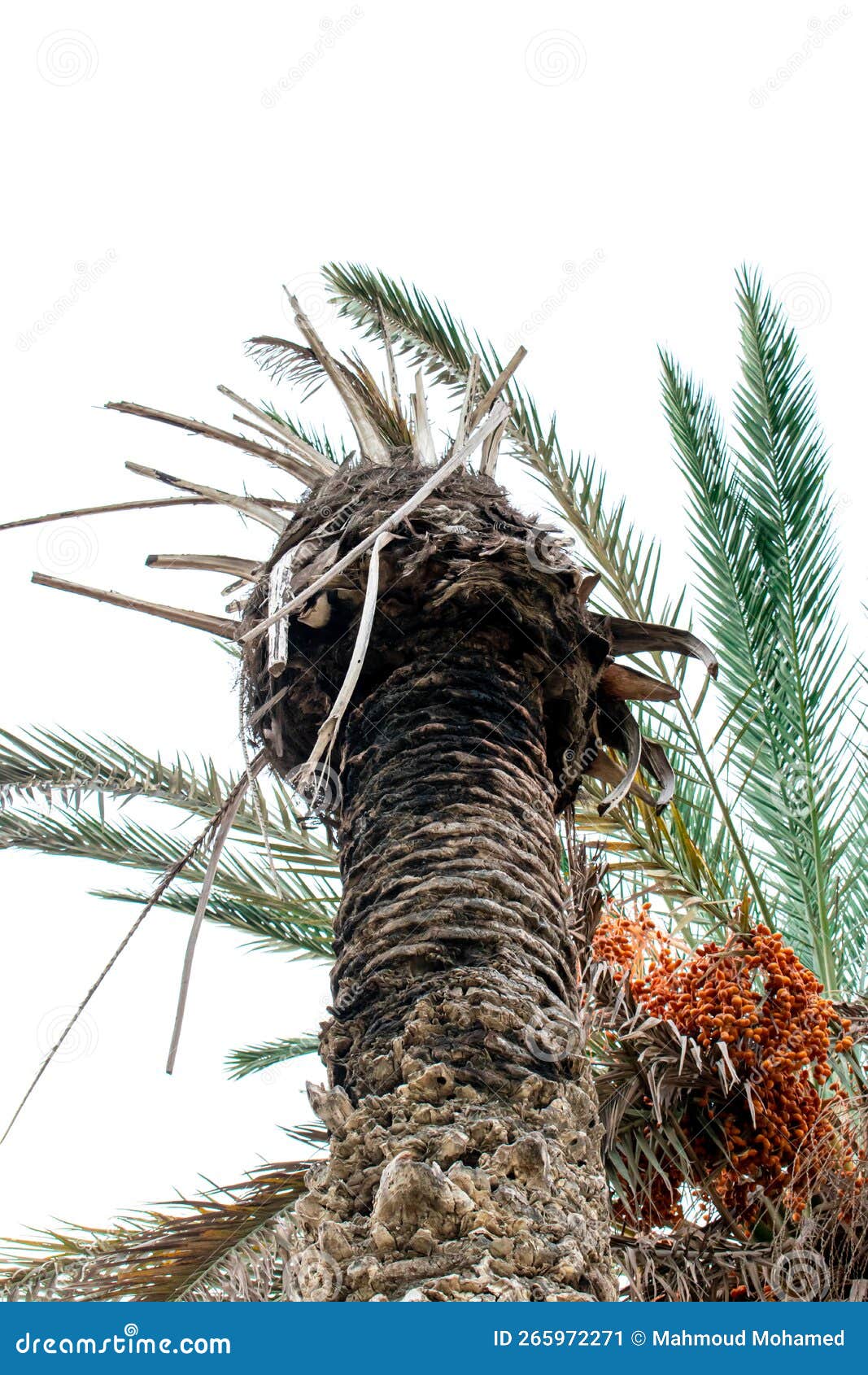 A Palm Tree without Leaves. a Burnt Palm Tree Stock Image - Image of ...