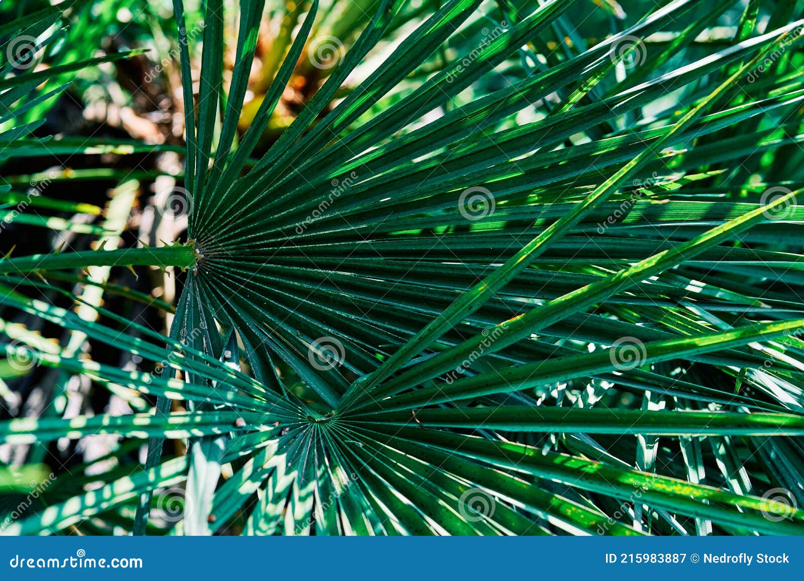 Palm tree leaves close-up stock image. Image of environment - 215983887