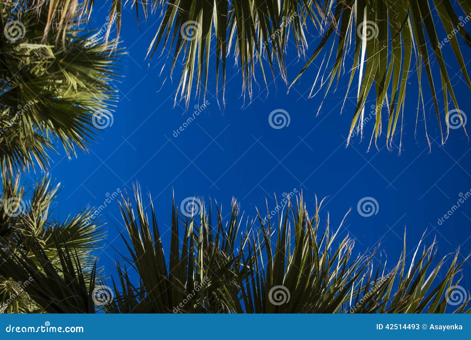 Palm Tree Leaves with Free Text Space, Tropical Background. Stock Image ...