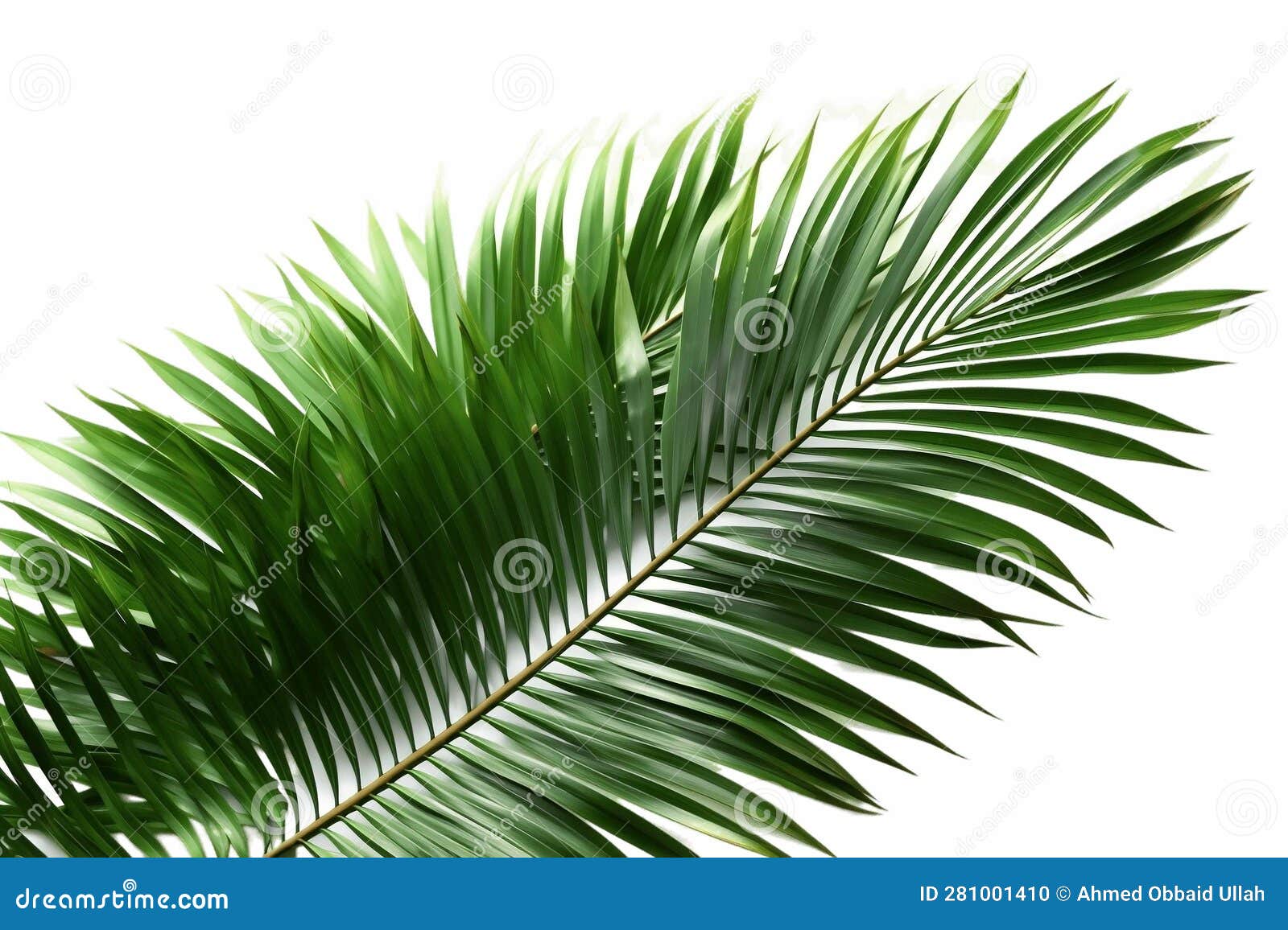 Palm Tree Leaves Isolated on Transparent Background. Generative AI ...