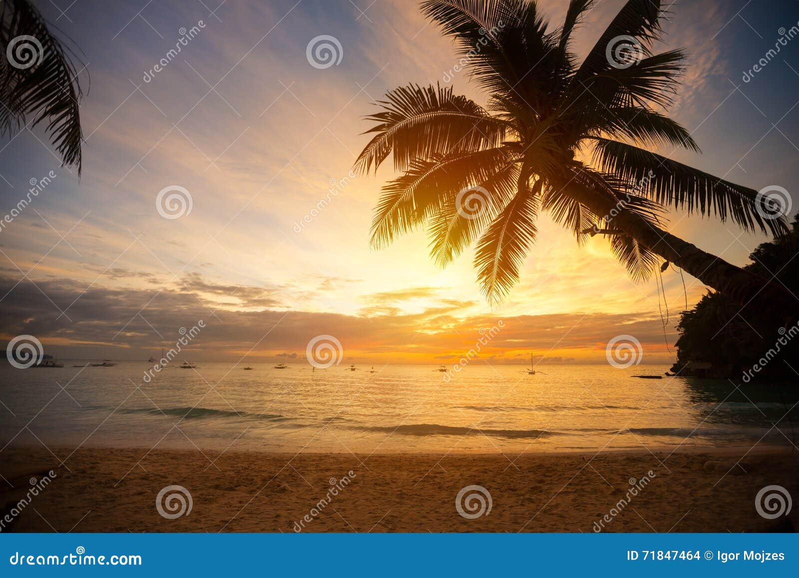 Palm Tree Leaves Over Sunset Stock Photo - Image of ocean, florida ...