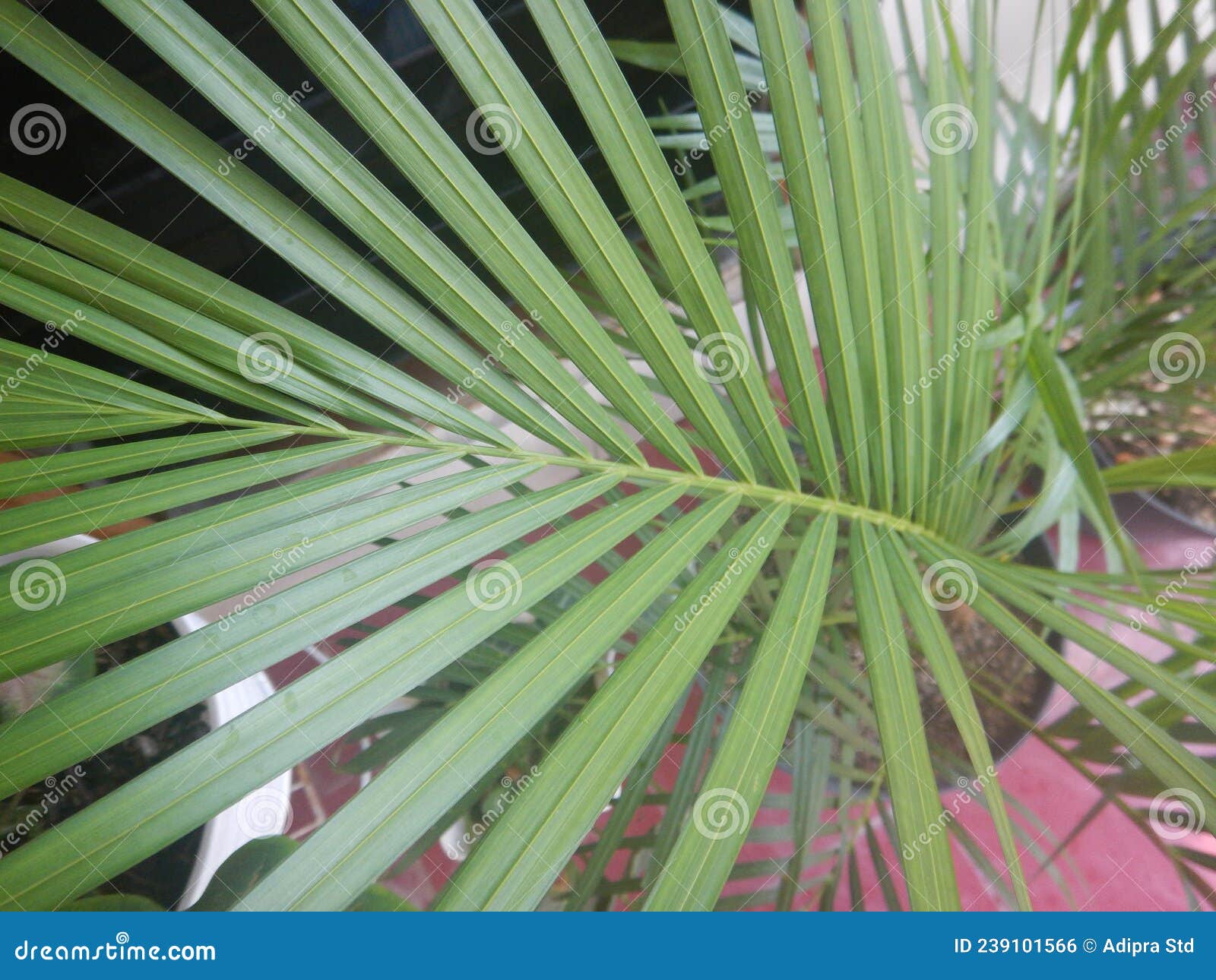 Palm tree leaves in pots stock photo. Image of natural - 239101566