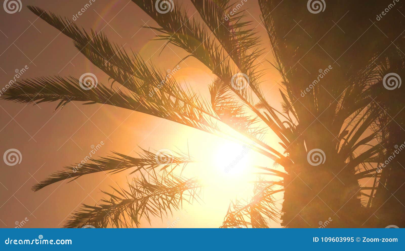 Palm Tree Leaves - Seamless Loop Stock Video - Video of branchlet, loop ...