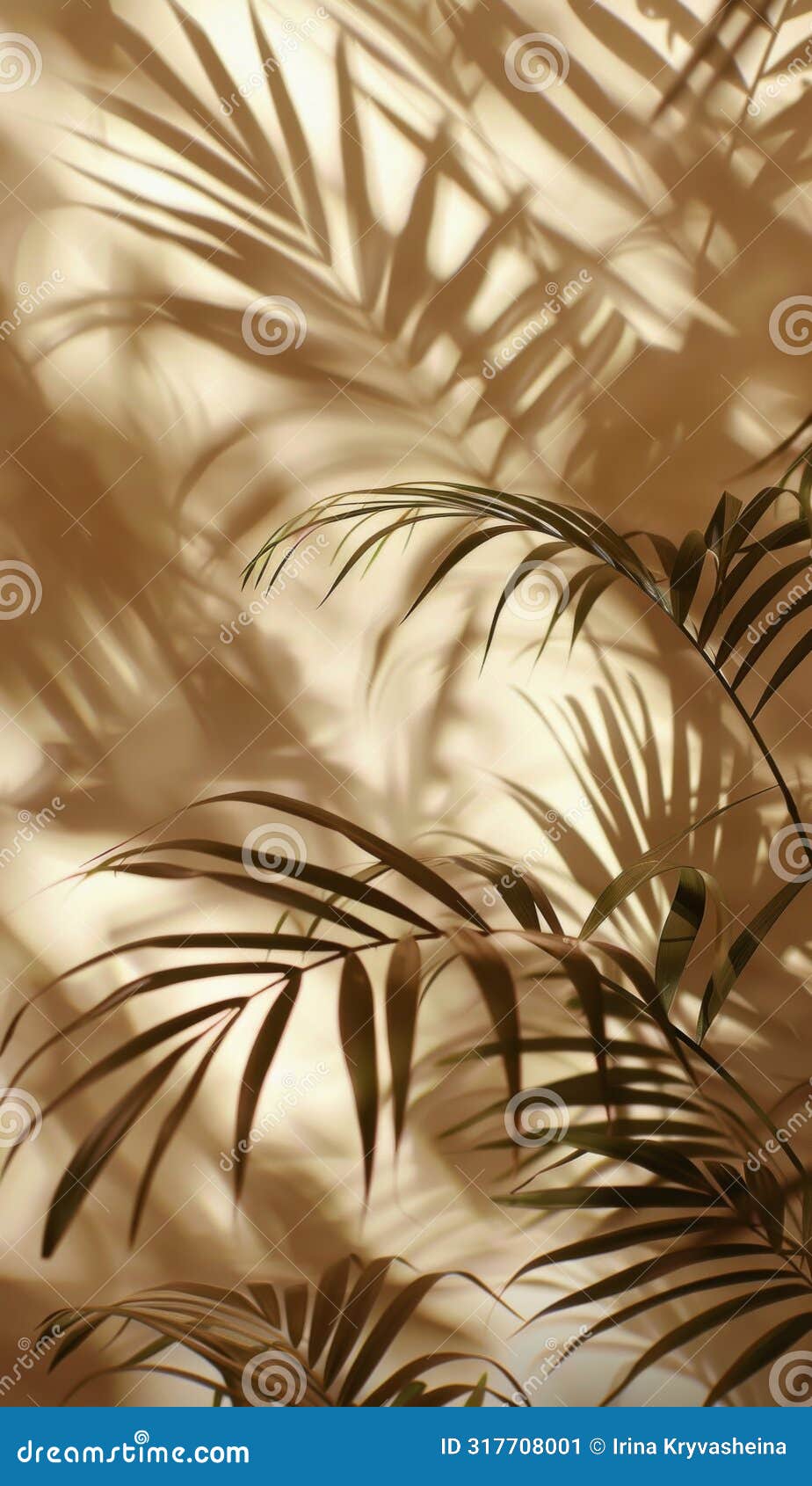 Palm Tree Leaves Shadow on Wall Stock Image - Image of shadow, nature ...