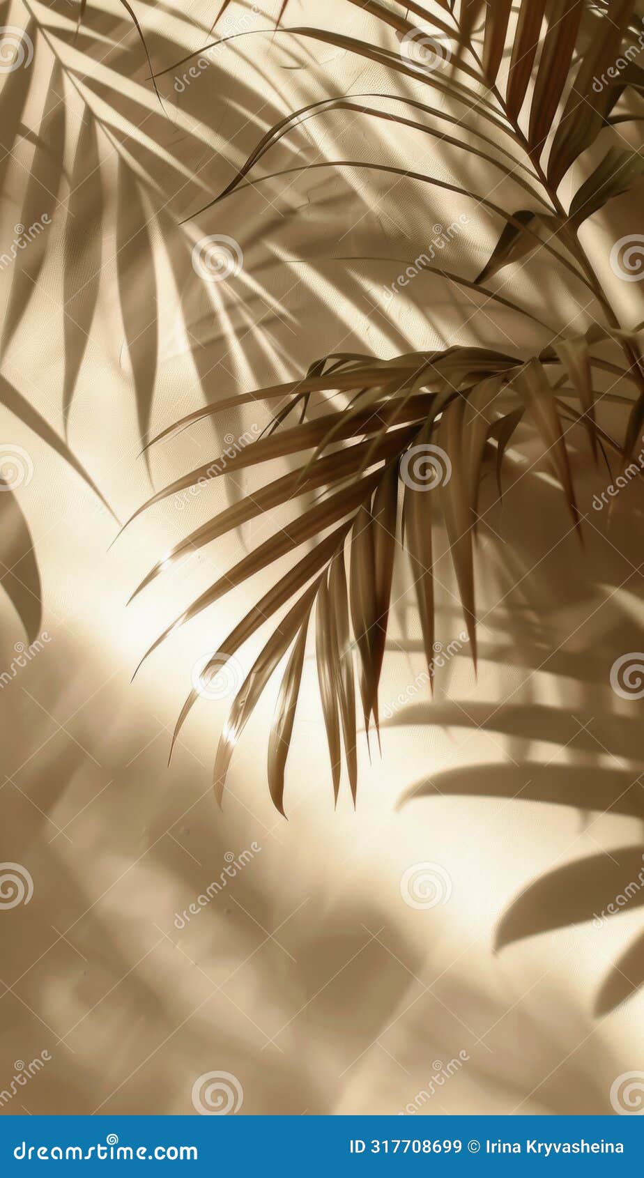 Palm Tree Leaves Shadow on Wall Stock Image - Image of nature, wall ...