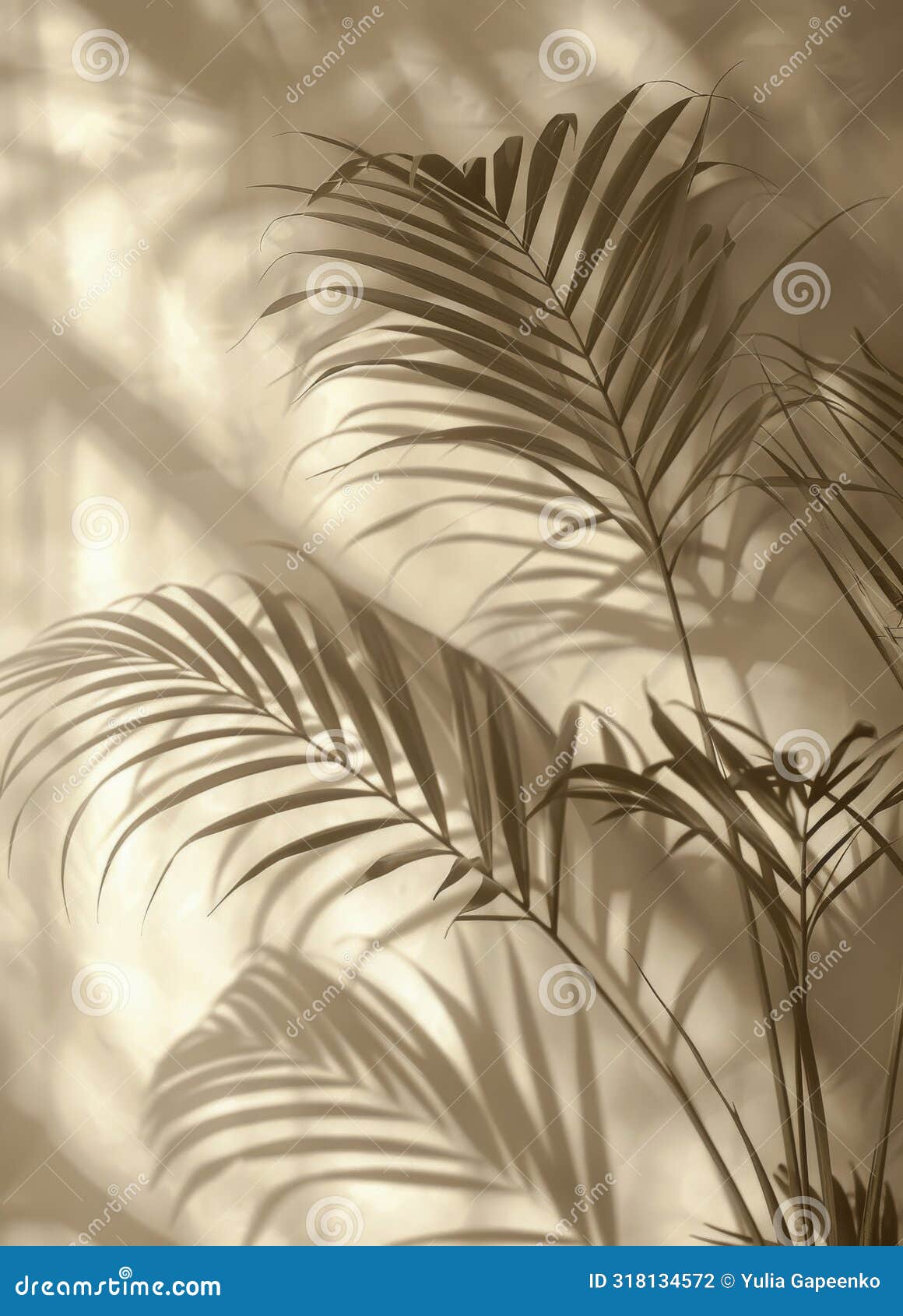 Palm Tree Leaves Shadow on Wall Stock Photo - Image of nature, weather ...