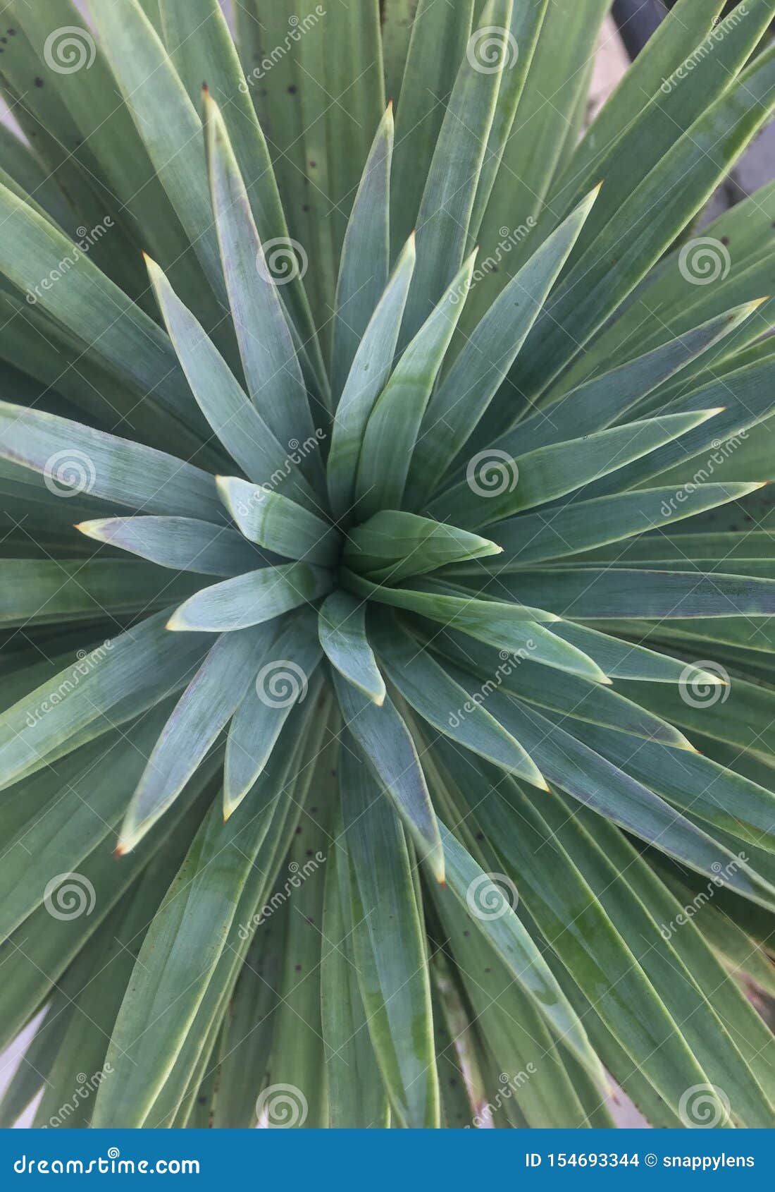 Palm tree leaves stock photo. Image of sharp, tree, nature - 154693344