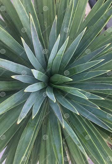 Palm tree leaves stock photo. Image of sharp, tree, nature - 154693344