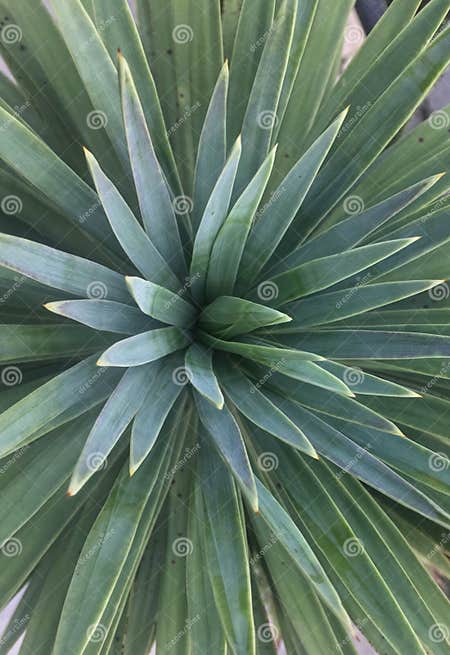 Palm tree leaves stock photo. Image of sharp, tree, nature - 154693344