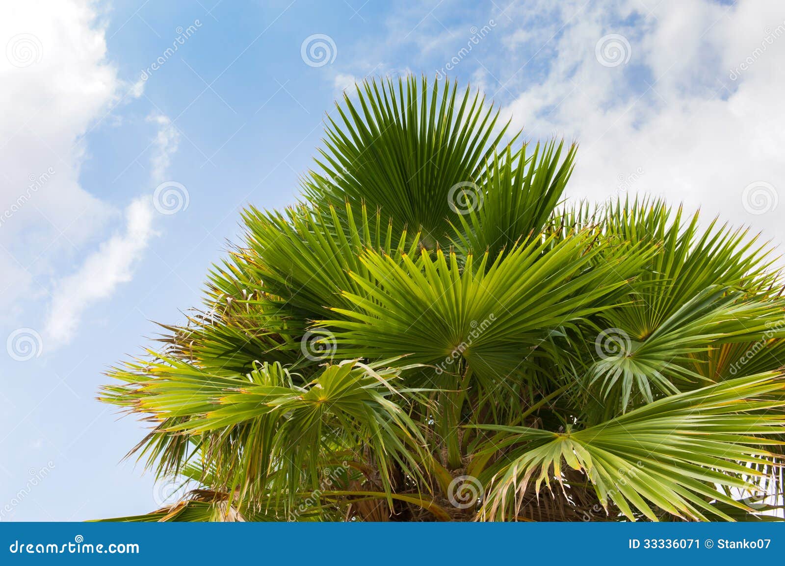 Palm tree leaves stock image. Image of paradise, freshness - 33336071