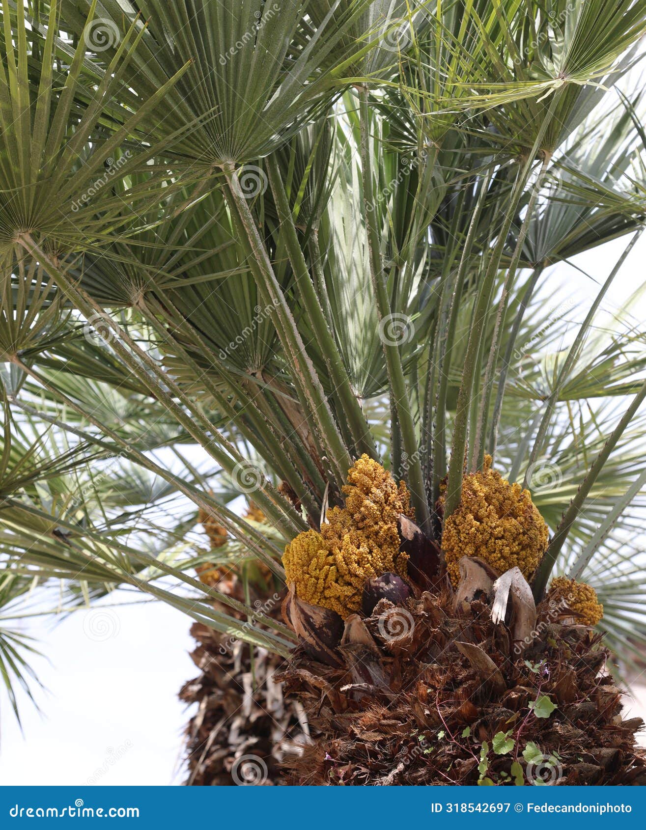 Palm Tree with Leaves and Small Unripe Dates Stock Image - Image of ...
