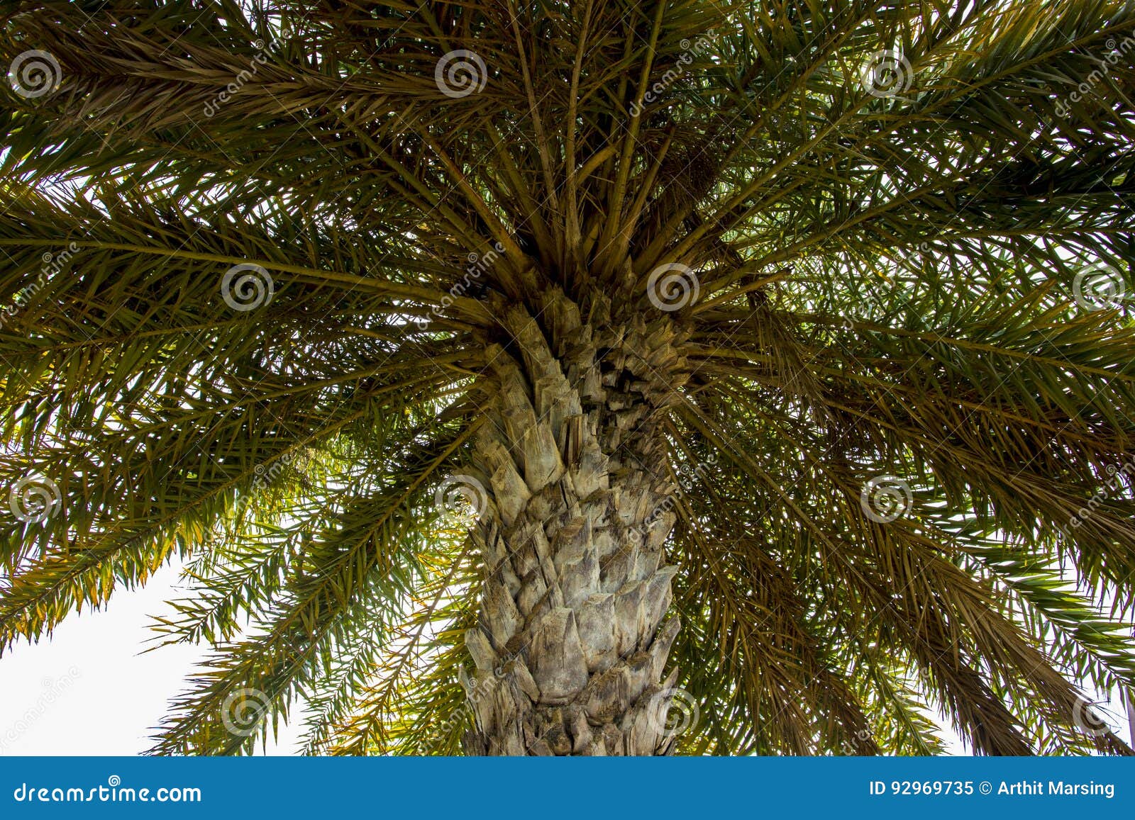 A Palm Tree and it Leaves while Stay Under the Tree and Look Up To the ...