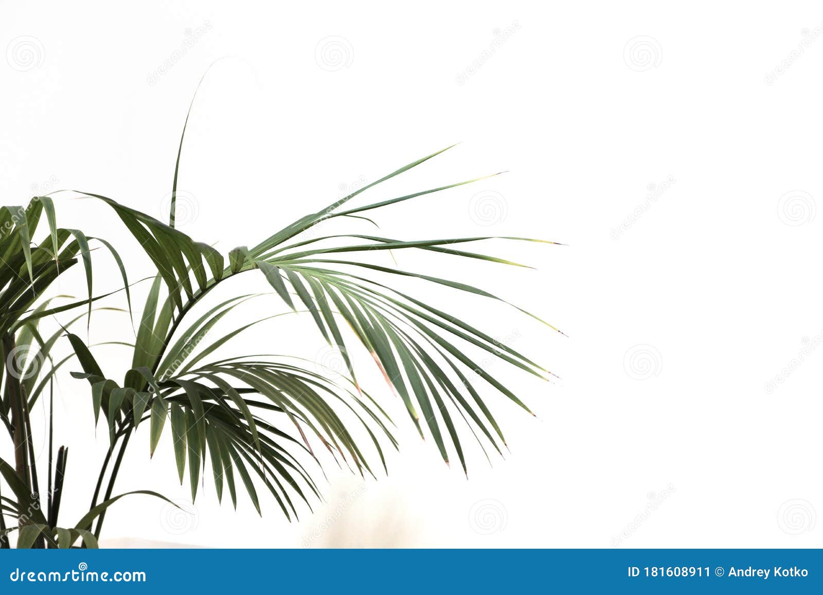 Palm tree leves. stock image. Image of beach, frond - 181608911