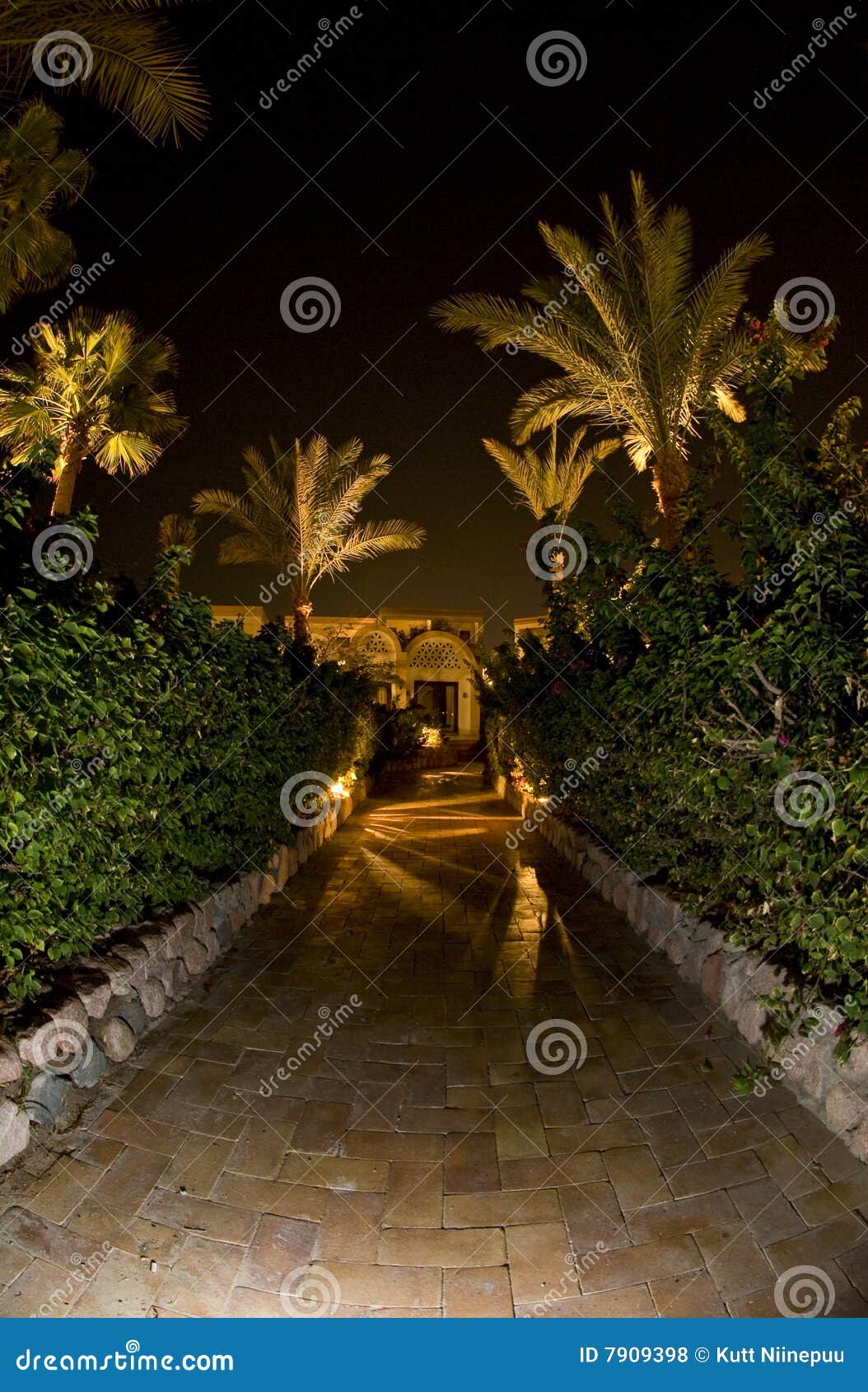 Palm Tree Lined Path at Night Stock Photo - Image of background ...