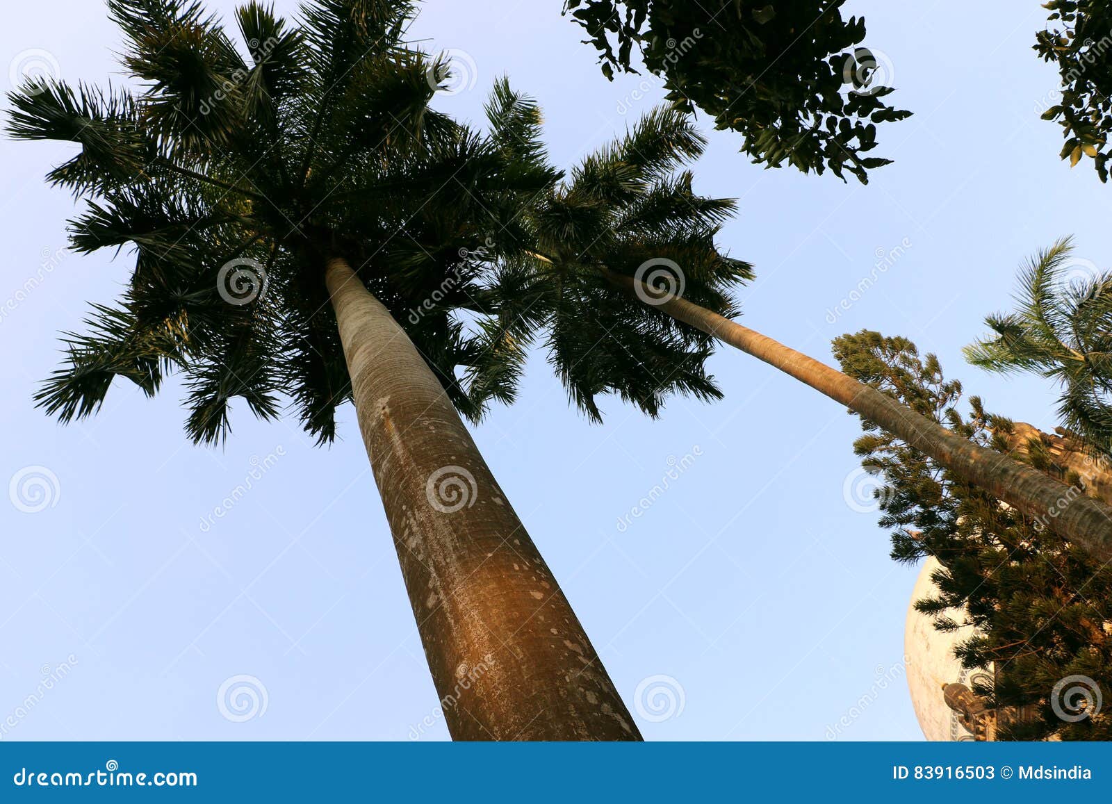Palm Tree stock image. Image of natural, tranquil, beauty - 83916503