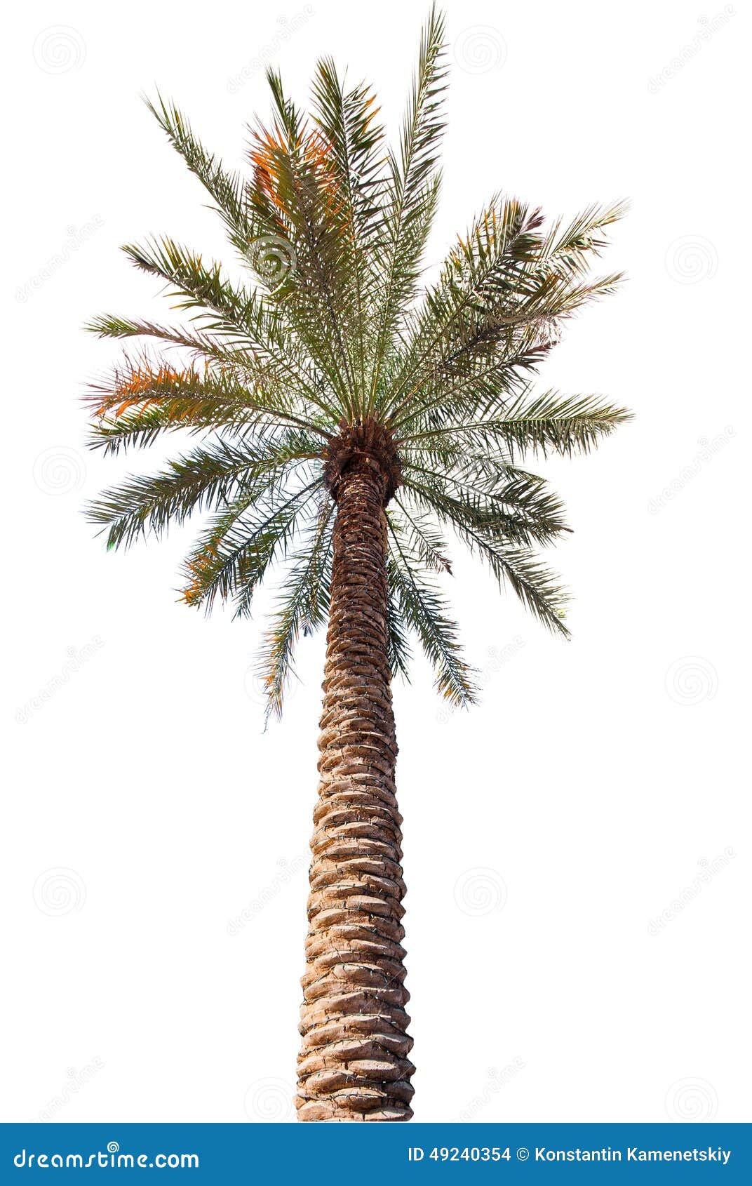 Palm Tree with a Long Barrel. Bottom Up View Stock Photo - Image of ...