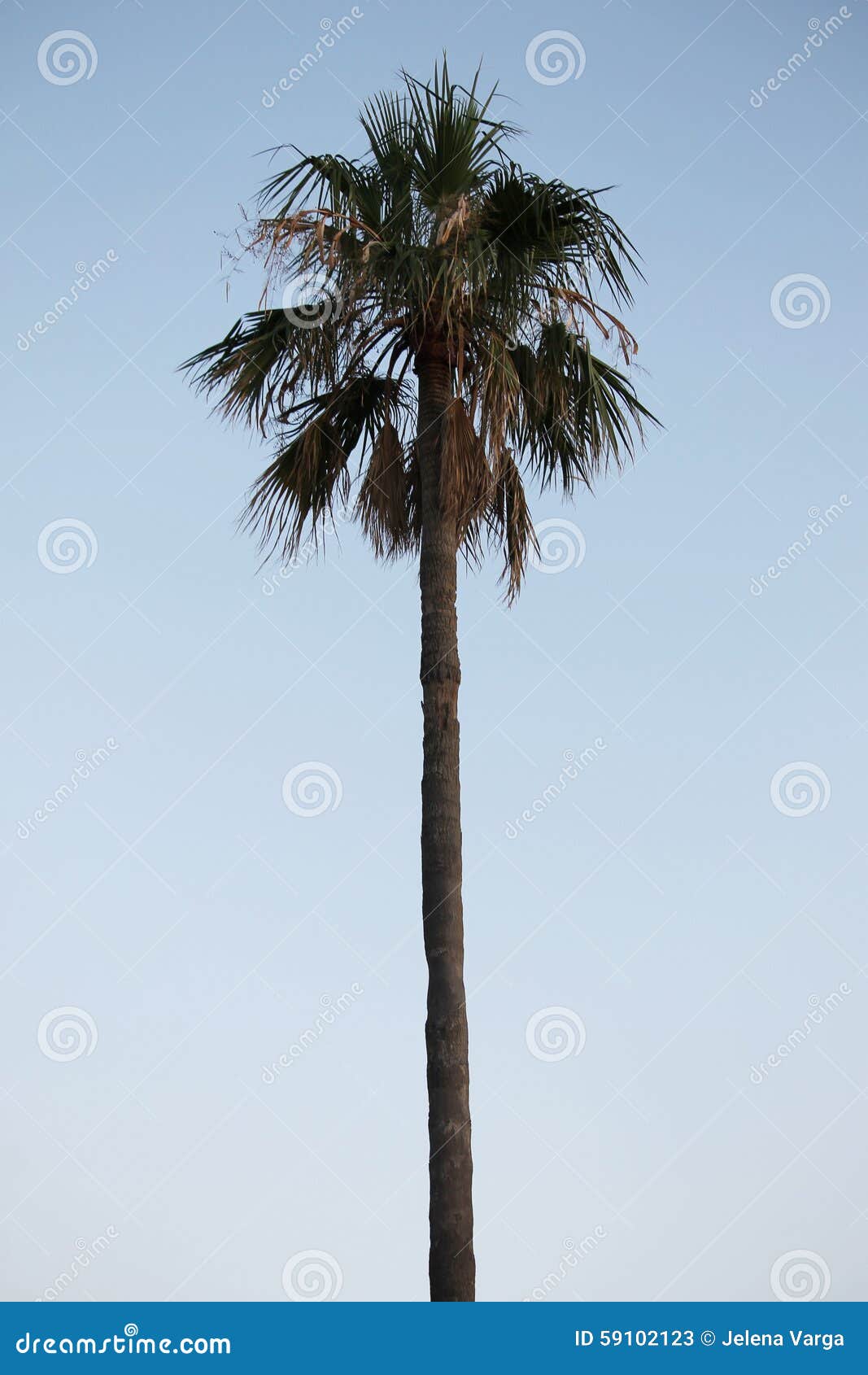 Palm tree stock image. Image of leaf, plant, palm, beautiful - 59102123
