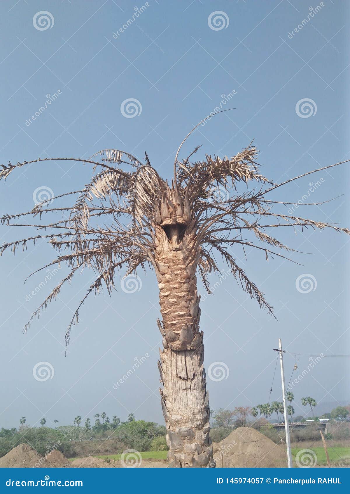 A Palm Tree Looking Like a Gost Stock Image - Image of looking, palm ...