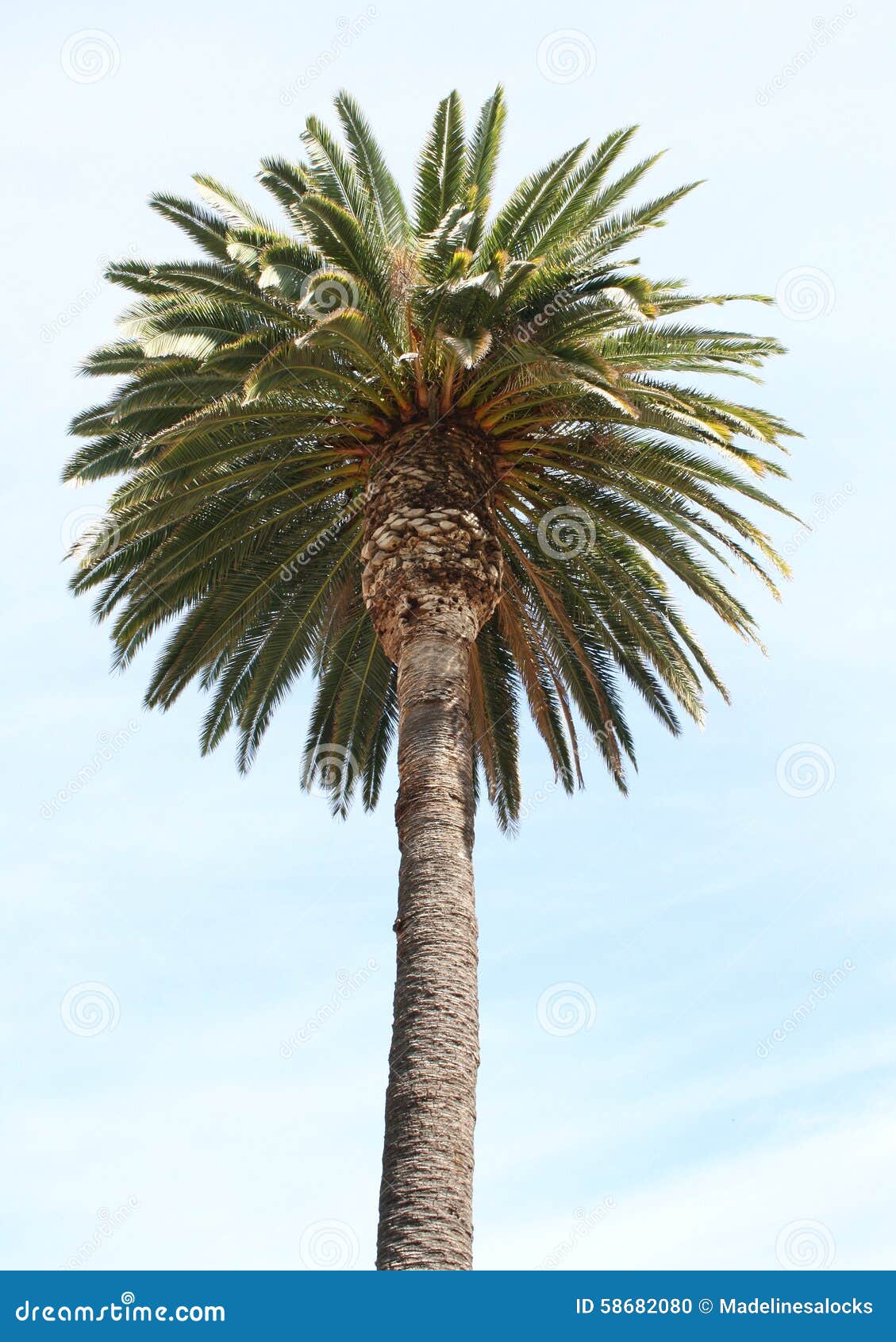 Palm Tree stock photo. Image of blue, light, palm, trunk - 58682080
