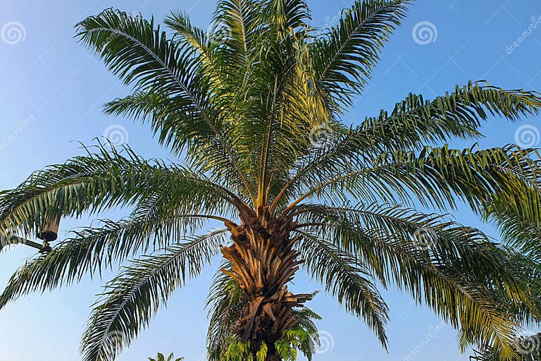 Palm Tree, Low Angle Shoot at Morning Time Stock Photo - Image of ...