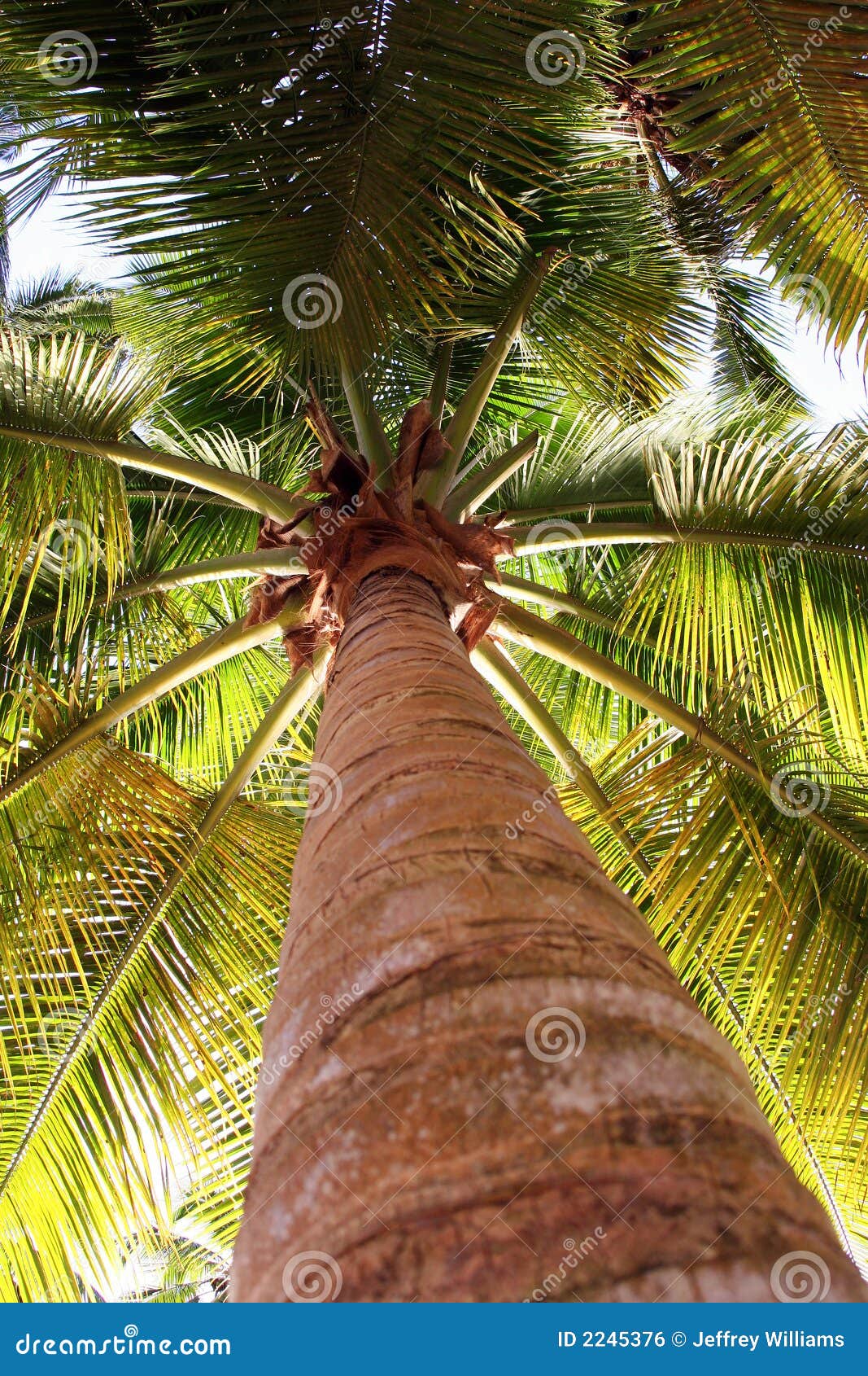 Palm tree from low view stock photo. Image of caribbean - 2245376