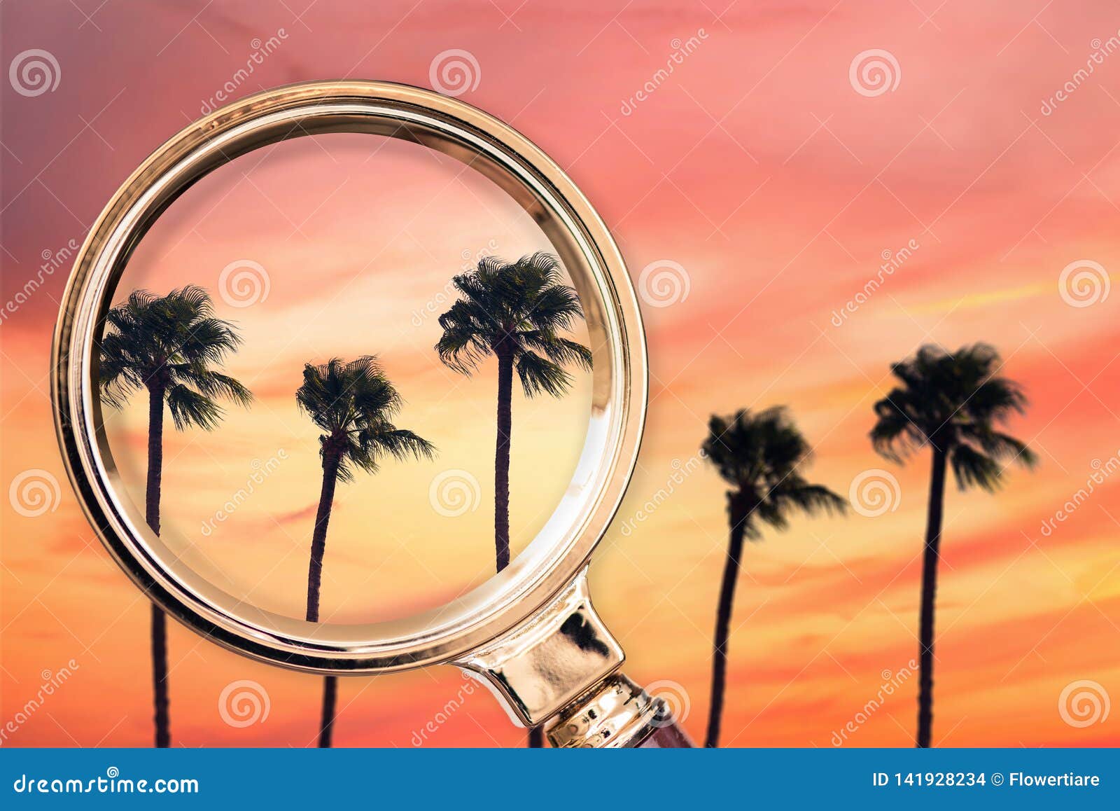 Palm Tree in the Magnifying Glass. Stock Photo - Image of looking ...
