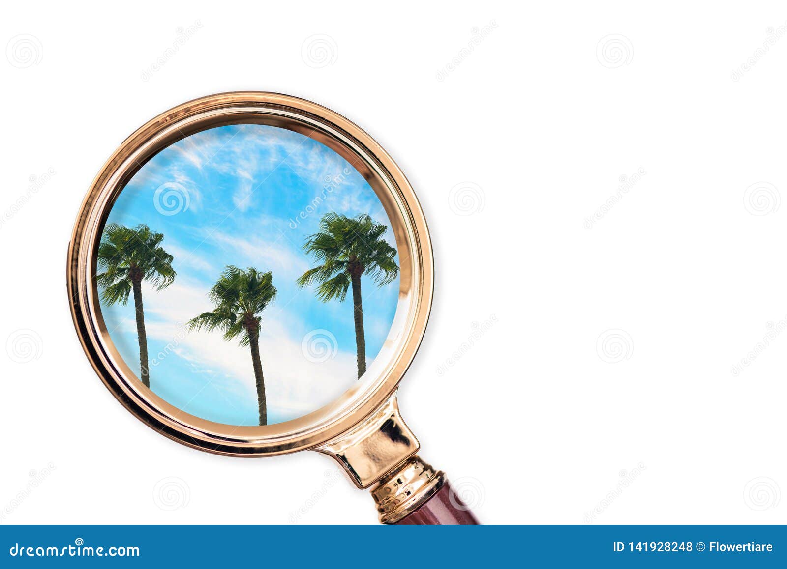 Palm Tree in the Magnifying Glass. Stock Photo - Image of isolated ...