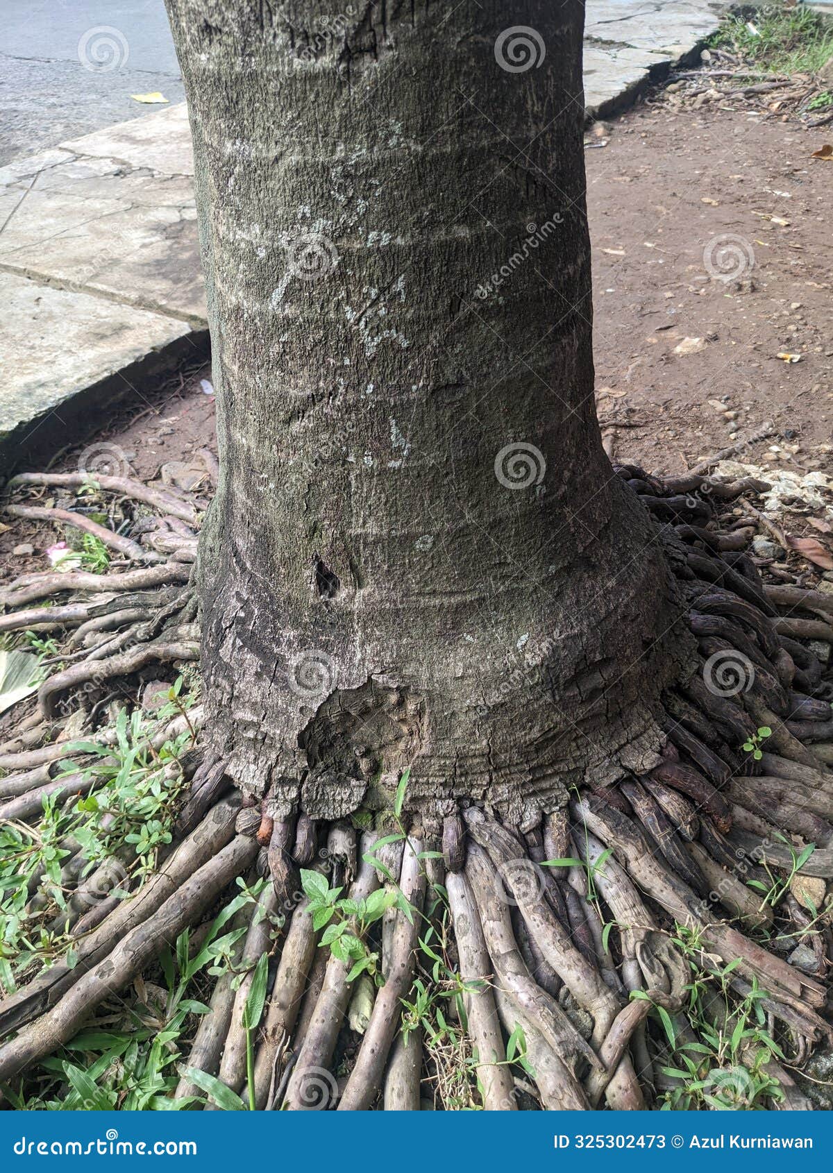 Palm tree with many roots stock image. Image of palm - 325302473