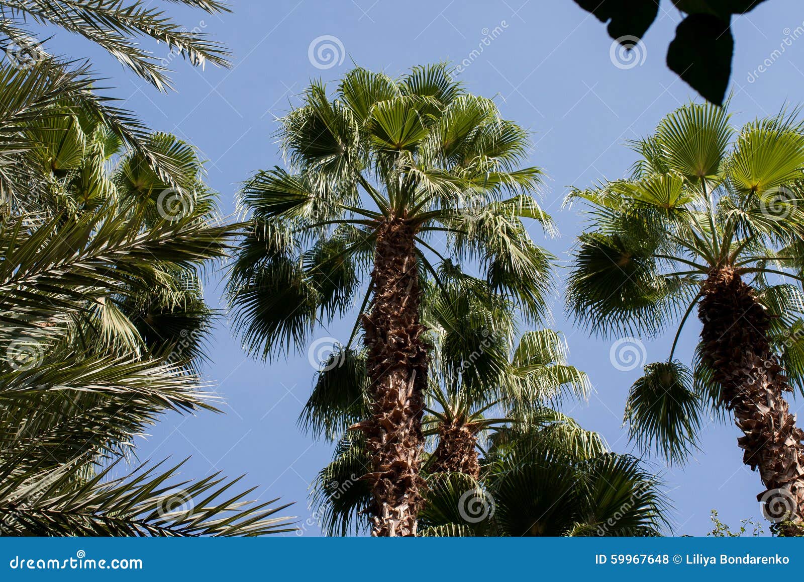 Palm tree in Maroc stock photo. Image of background, tourism - 59967648
