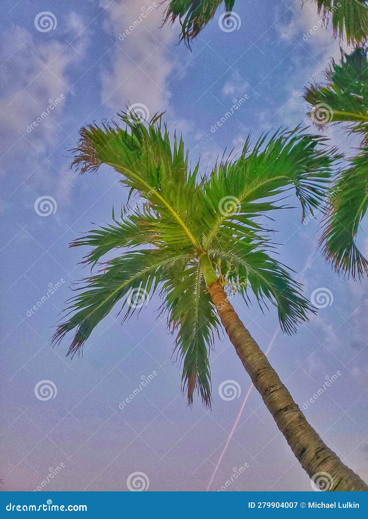 Palm tree at Miami Beach stock image. Image of green - 279904007