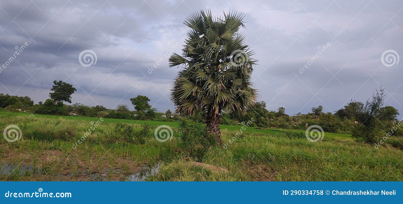 Palm Tree in Middle of Farm Field Stock Photo - Image of tree, middle ...