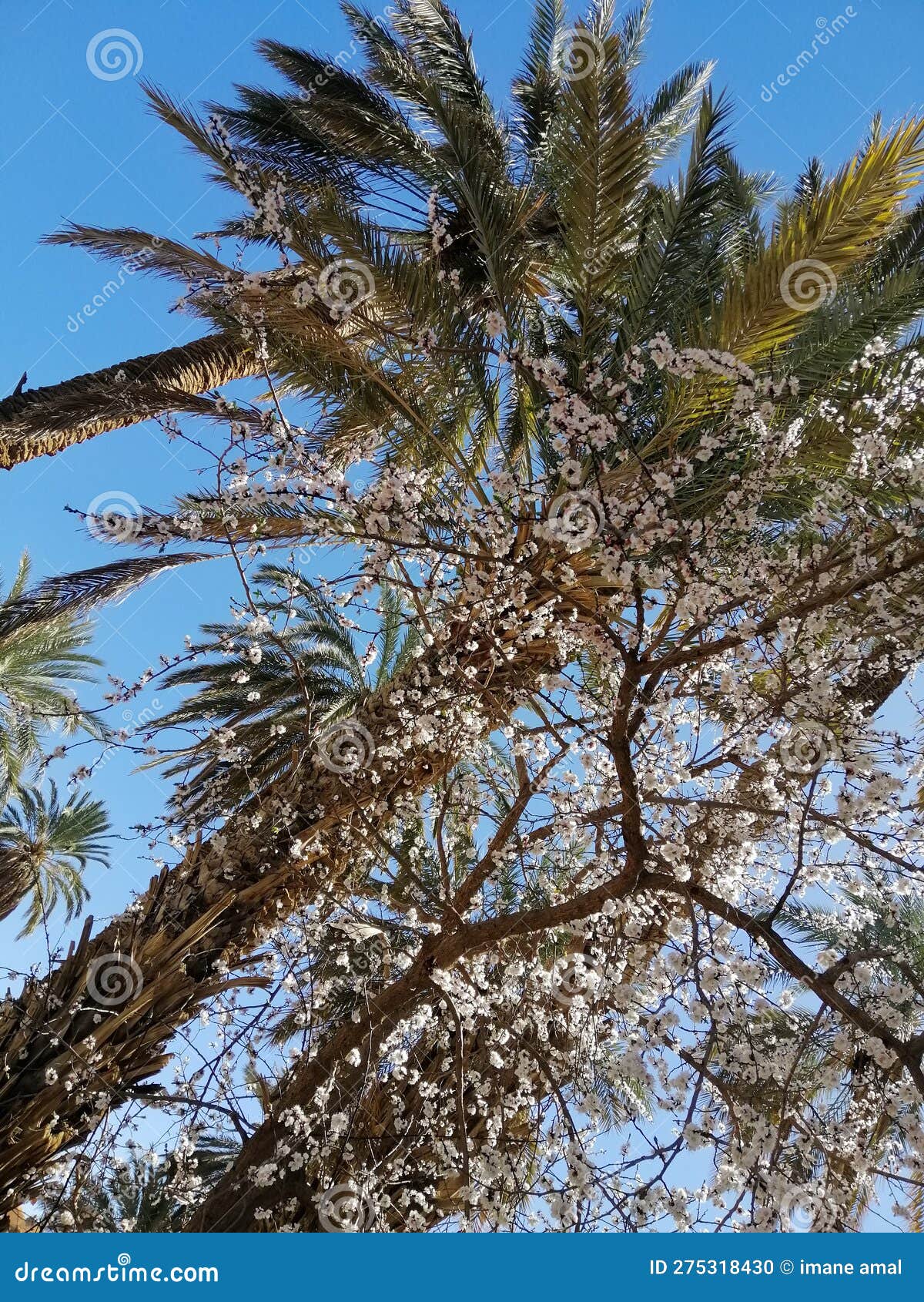 Palm Tree Mixing with Peach Stock Photo - Image of peach, palm: 275318430