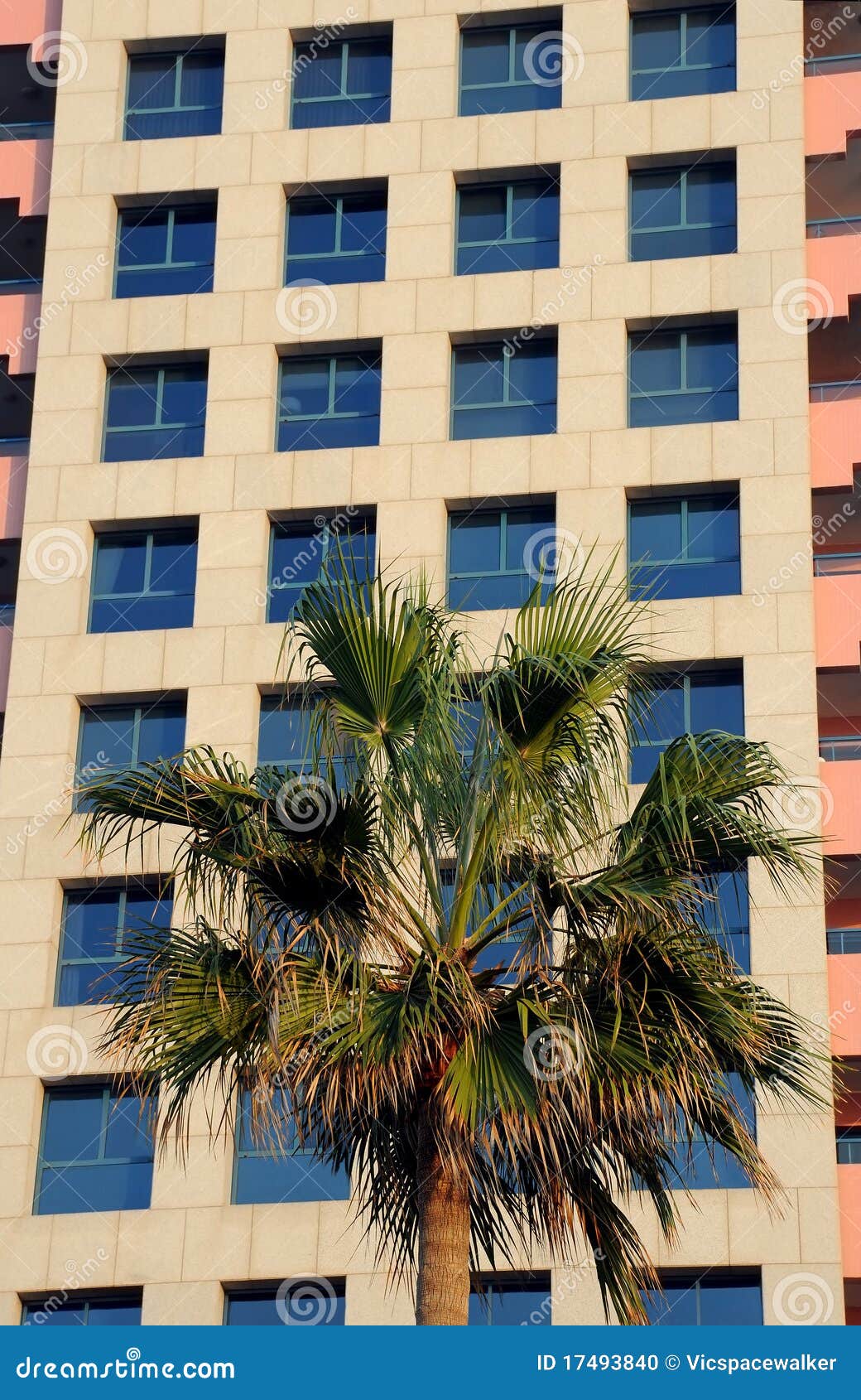 Palm Tree and Modern Building Stock Photo - Image of aviv, nature: 17493840