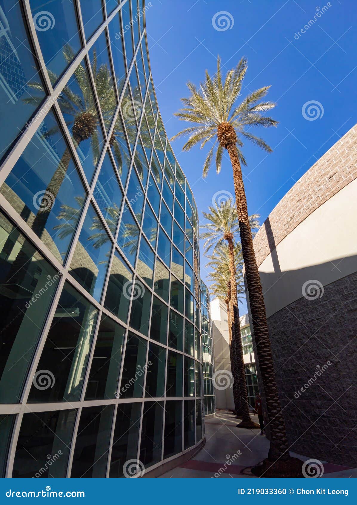 Palm Tree and Modern Building in the Campus of UNLV Editorial Image ...