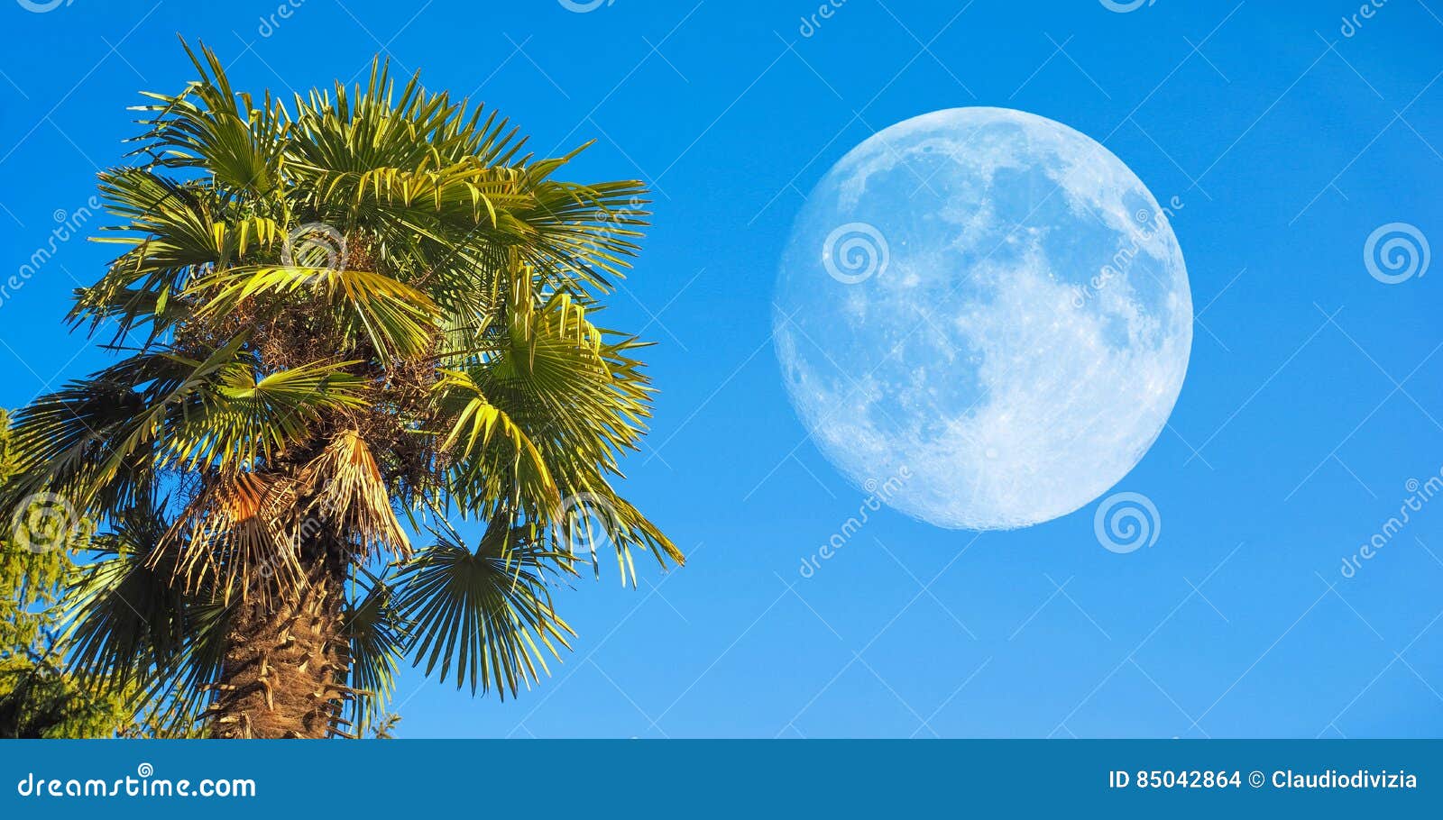 Palm tree with moon stock photo. Image of america, california - 85042864