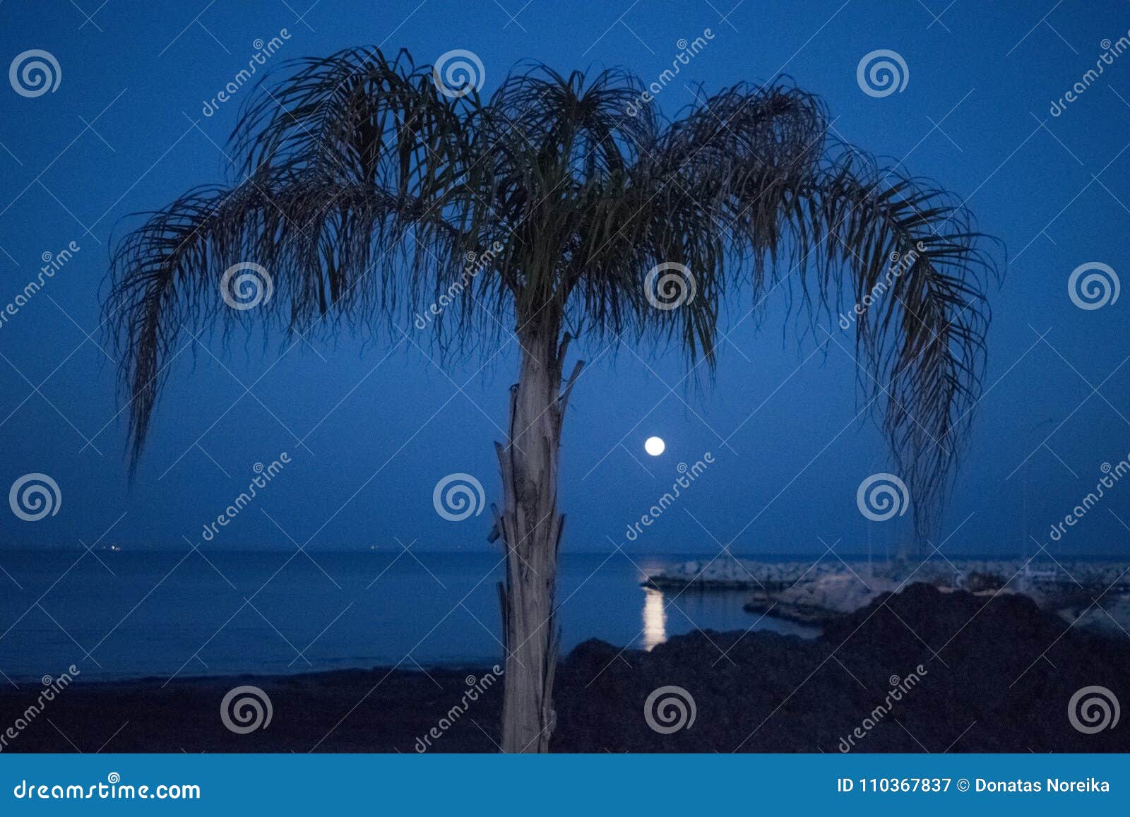 Palm tree and moon stock image. Image of palm, seascape - 110367837