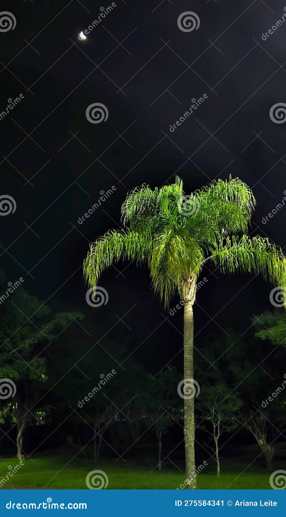 Palm tree in the moonlight stock image. Image of horizon - 275584341
