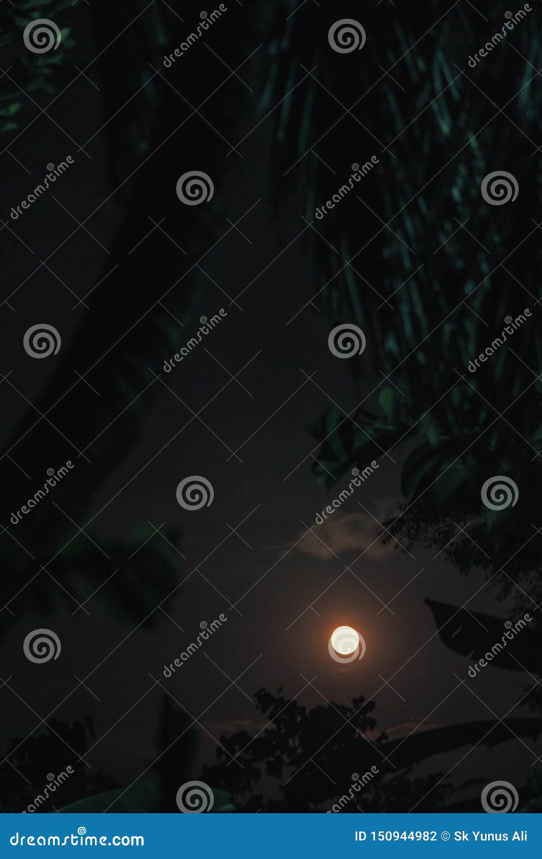 Palm tree and moonscape stock photo. Image of tree, midnight - 150944982