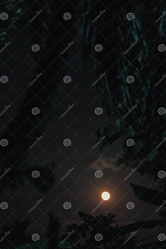 Palm tree and moonscape stock photo. Image of tree, midnight - 150944982