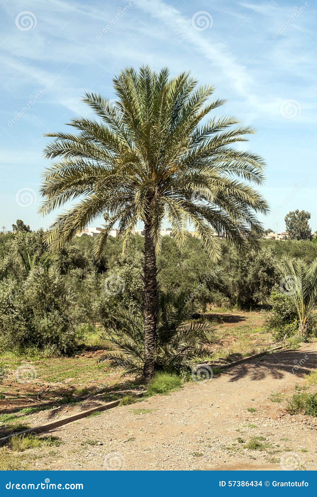 Palm Tree Morocco in the Field Stock Photo - Image of panamea, palm ...