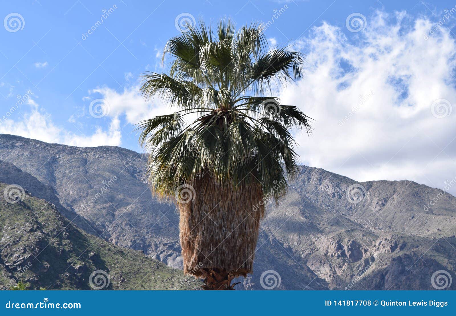 Palm Tree with Mountain Skyline Stock Photo - Image of sunny, park ...