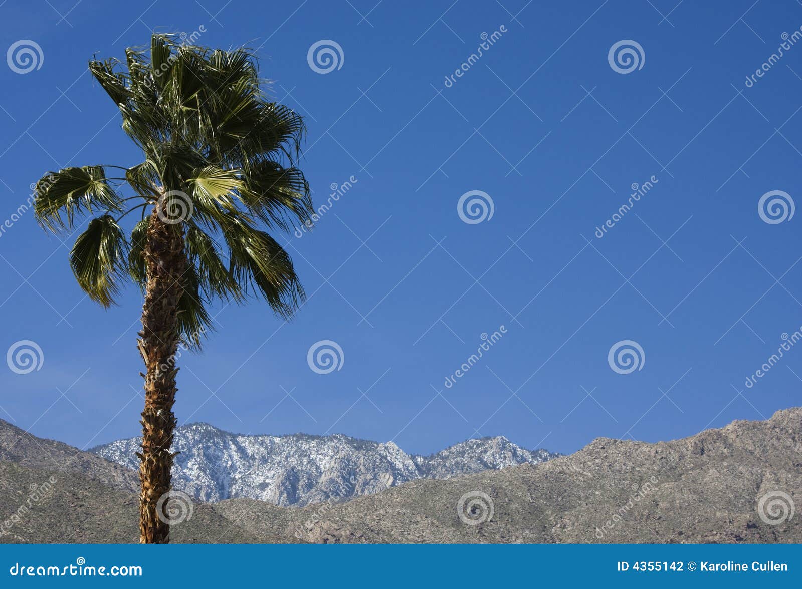 Palm Tree and Mountains stock photo. Image of blue, sunny - 4355142