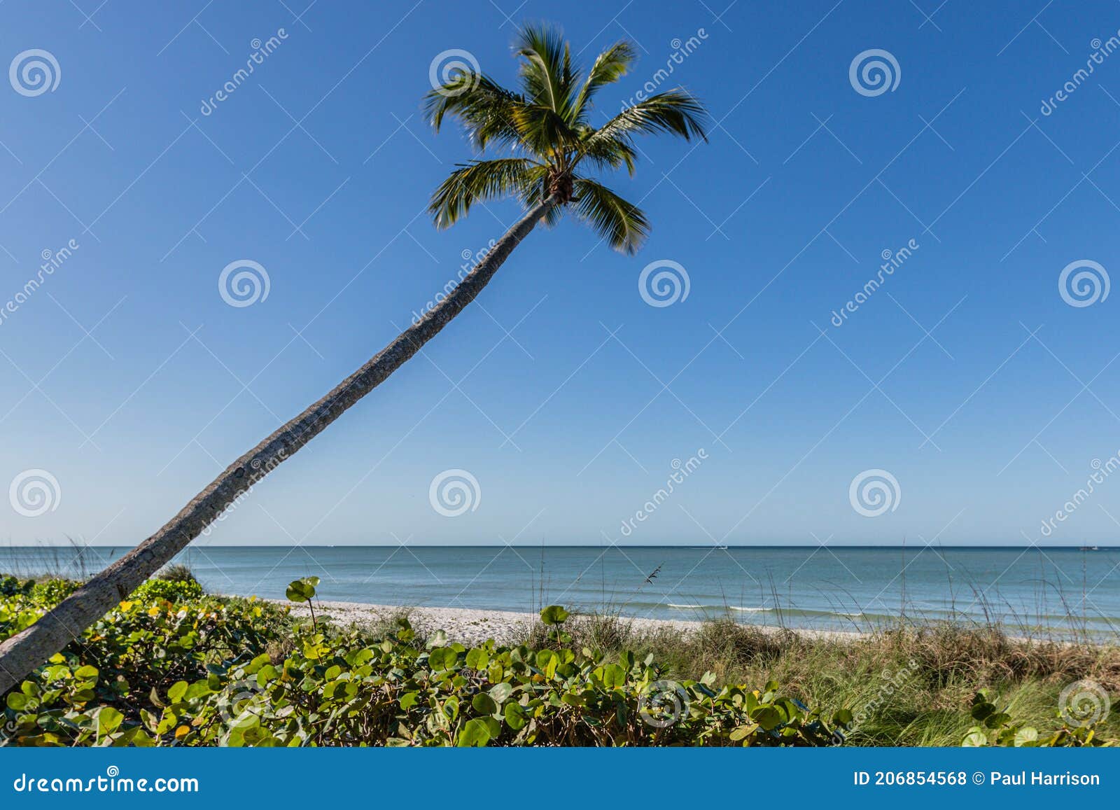 Palm Tree Naples Beach Florida Stock Photo - Image of wind, blue: 206854568