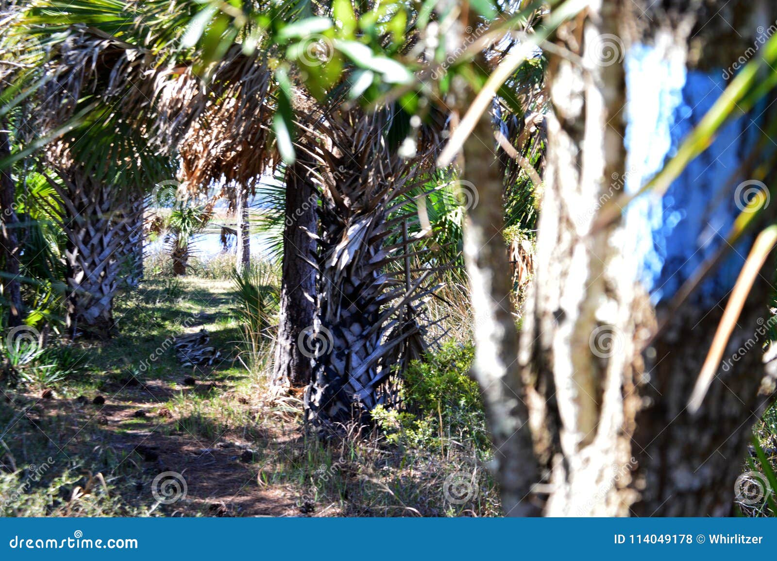 Palm Tree Nature Trail with Trail Marker in the Foreground Stock Photo ...
