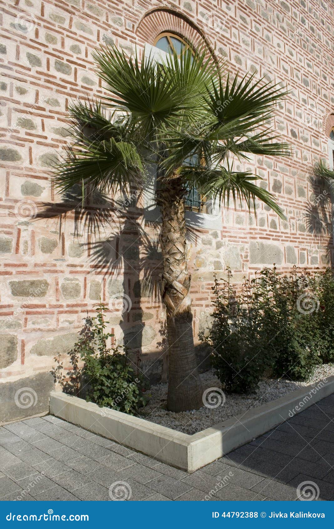 Palm tree stock photo. Image of panorama, brick, pillar - 44792388
