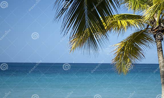 Palm Tree Near the Ocean stock image. Image of romantic - 9278805